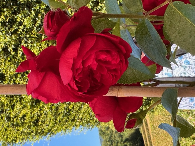 A rose named Maestro Yannick! - Yannick Nézet-Séguin - Canadian ...